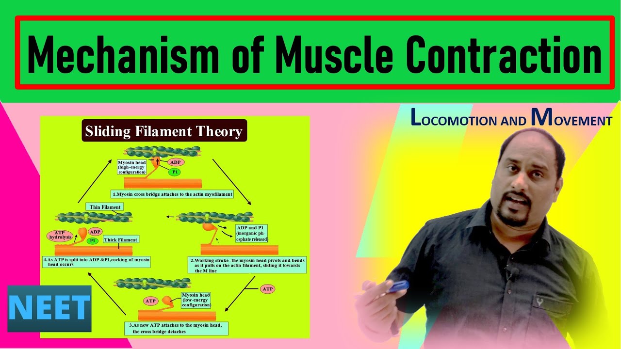 Mechanism Of Muscle Contraction | Tricks For Sliding Filament Theory Of ...