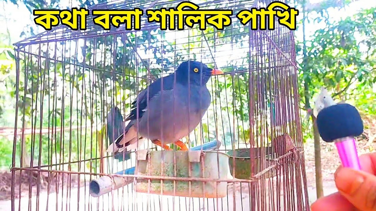 শালিক পাখি কথা বলে । pakhir kotha । kotha bola moyna pakhi । love bird ...