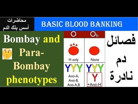 Lecture 4-5 Bombay and Para Bombay phenotypes - YouTube