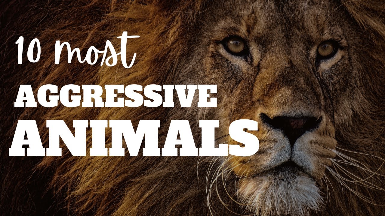 10 Most Aggressive Animals for Kids | Animal facts for kids - YouTube