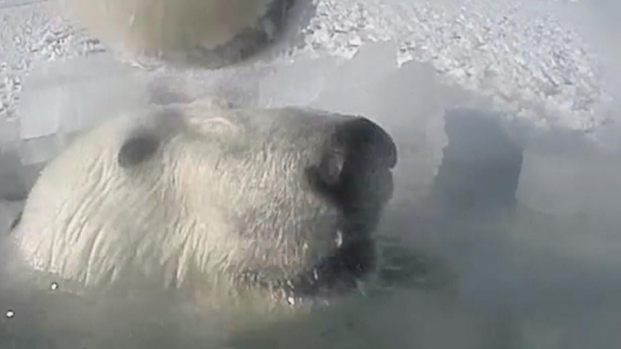 Polar Bears Film Each Other For New Study About Climate Change - YouTube