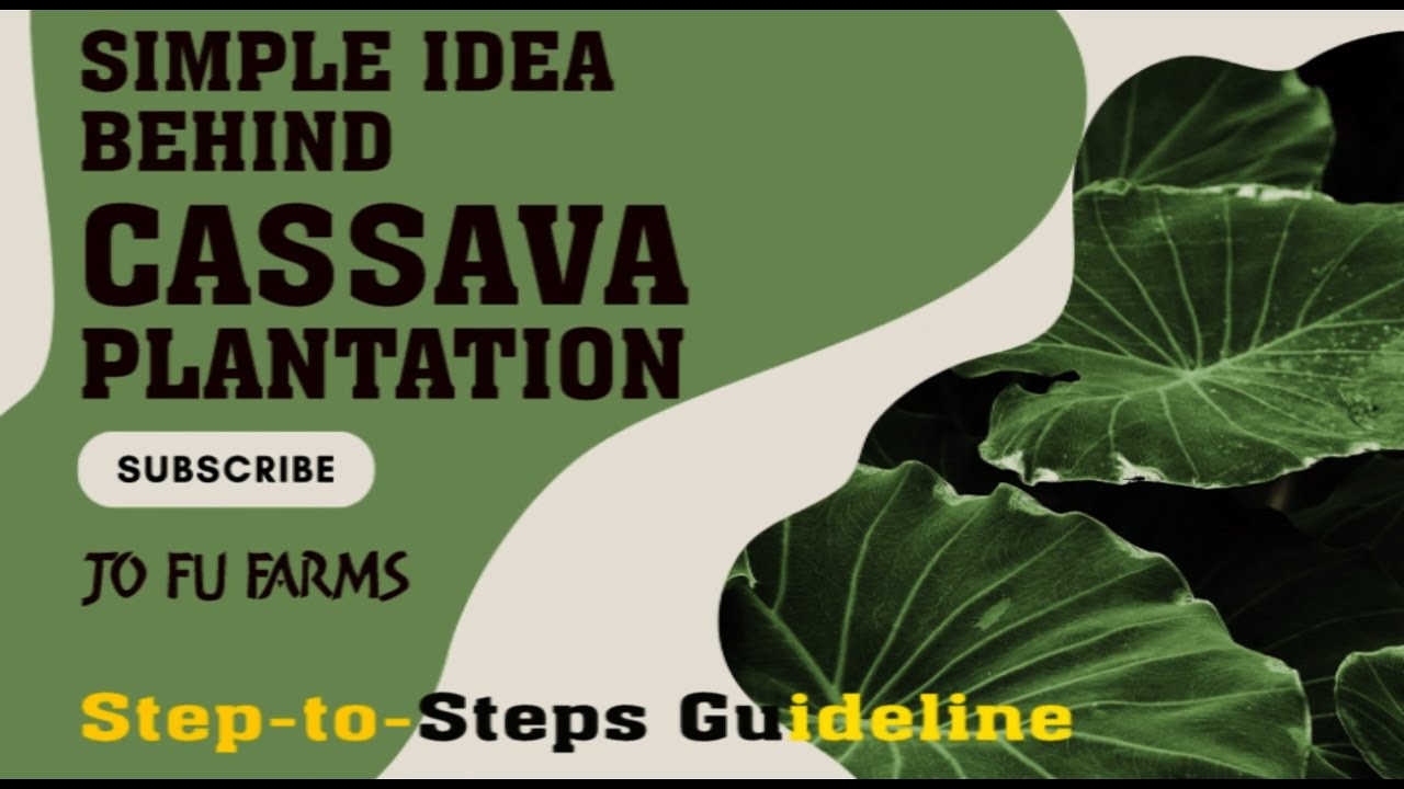 Step-to-Step Guidelines on How to Plant a Cassava Stem in your Farm ...