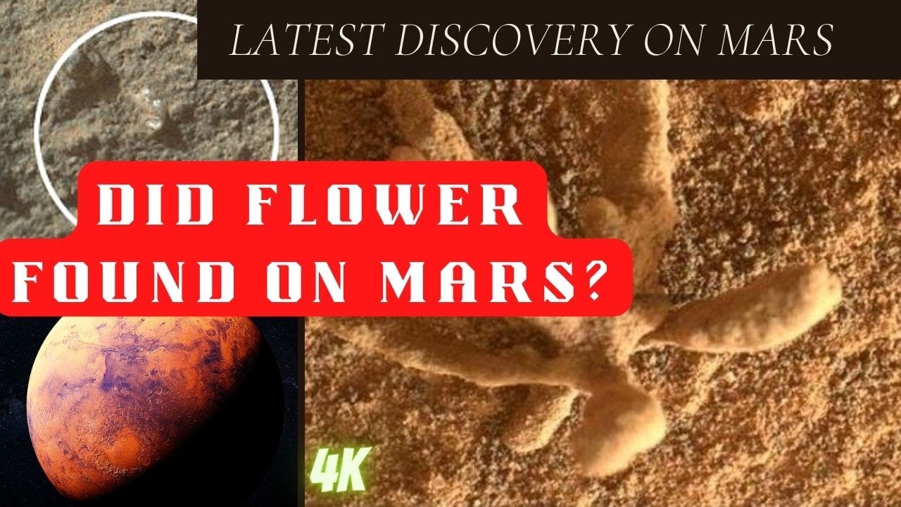 Flowers on Mars | Latest Discovery on Mars [4K] @edudigwithNeeta - YouTube
