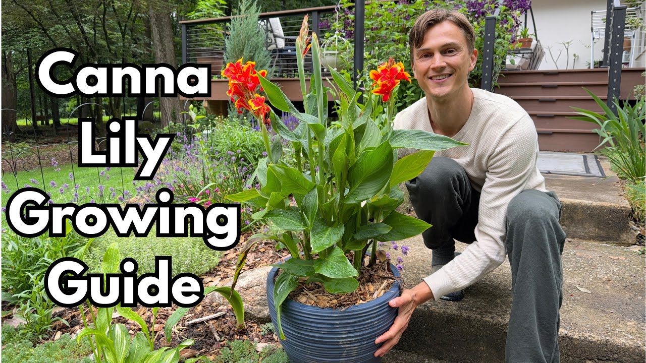 CANNA LILY Care - How to Grow Cannas for Months of Flowers - YouTube