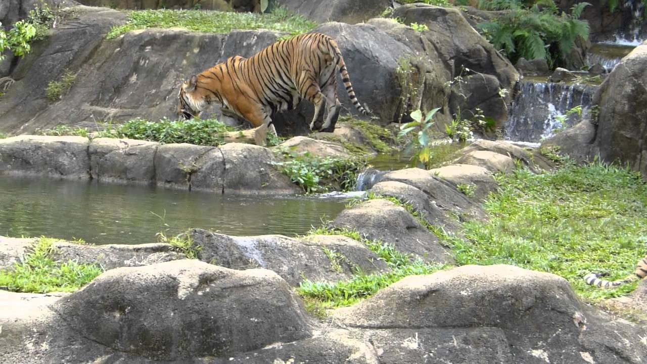 tiger pee at zoo - YouTube