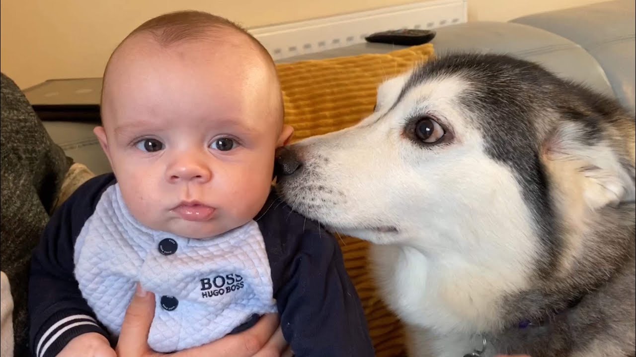 Huskies Fall In Love With New Baby!! [RUPERT MEETS BABY TOO] - YouTube