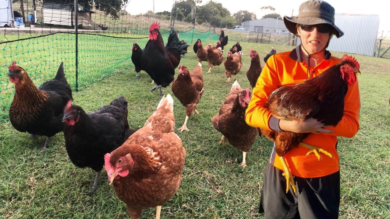 Behind The Scenes of 100 Chickens - YouTube