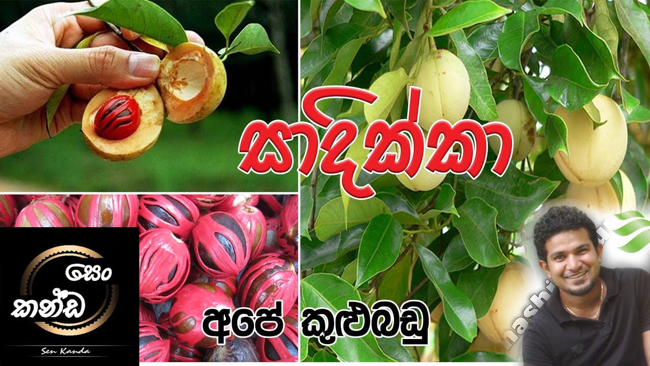 Ape kulubadu - sadikka - YouTube