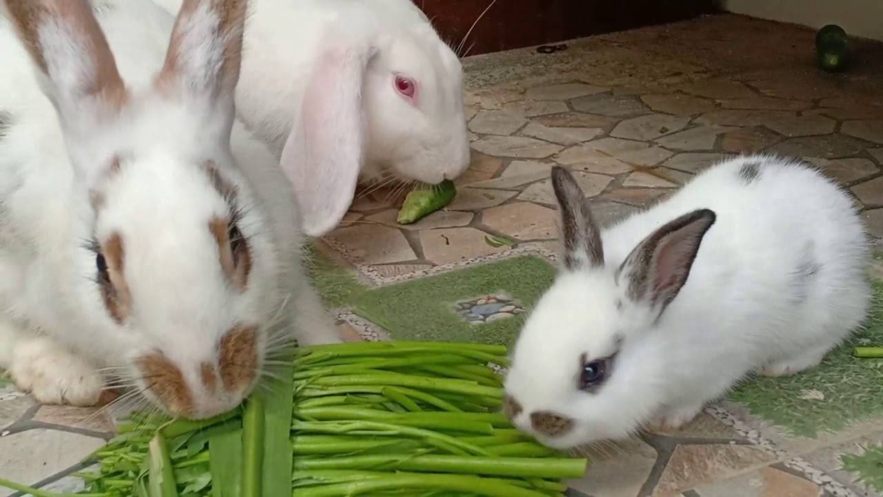 Lovely moments with Rabbit family! - YouTube