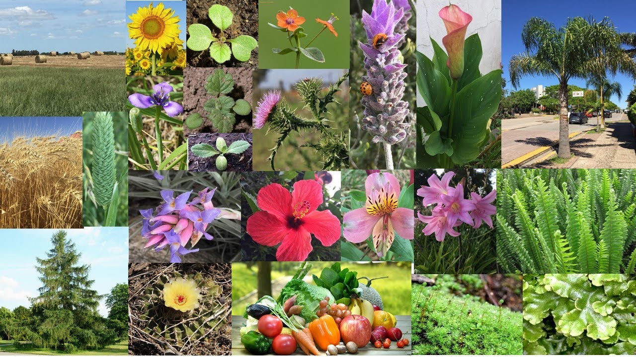 La botànica a l’antiguitat i a l’edat mitjana - YouTube