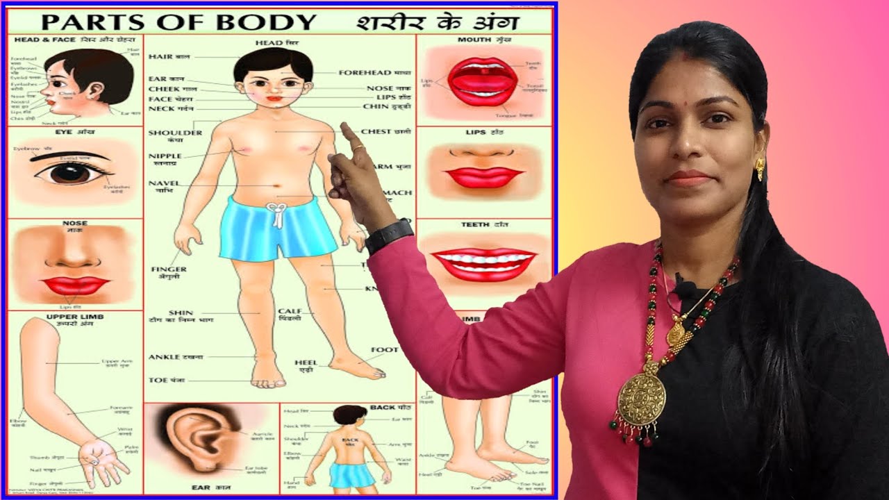body parts, parts of body, body parts name, body parts song, body parts ...