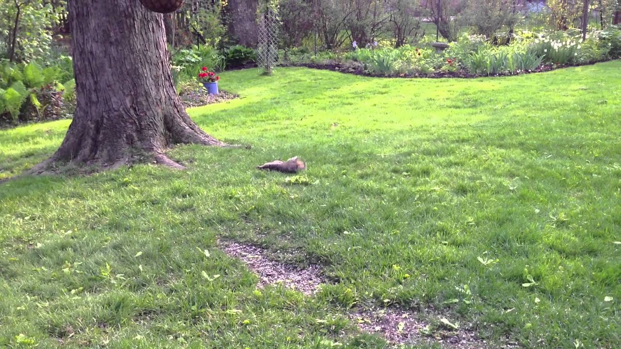 Squirrel falls down - YouTube
