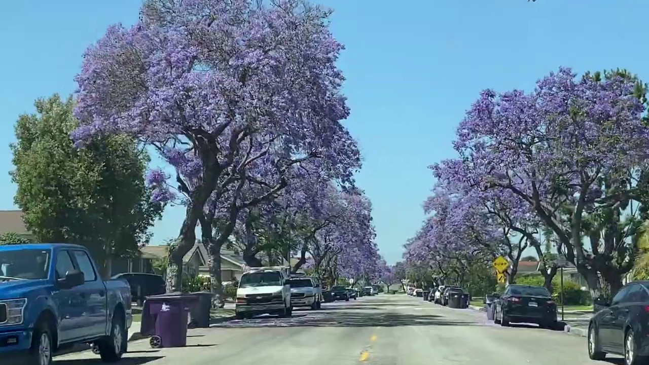 JACARANDAS LONG BEACH CALIFORNIA 2020 HD 1080p - YouTube
