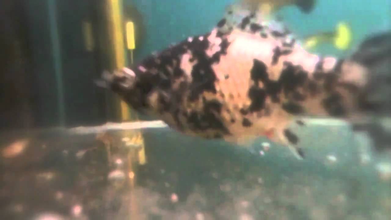 Aquarium 2 - The Birth of Molly Fry - YouTube