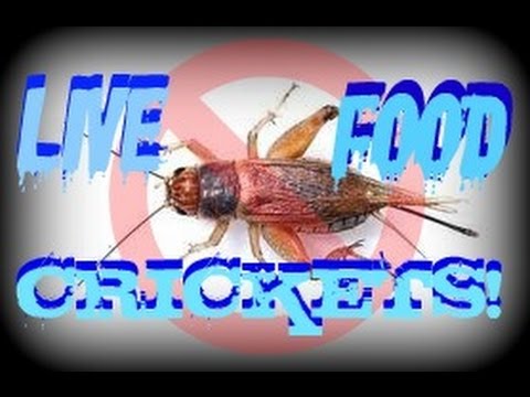 HOW TO; KEEP CRICKETS AS LIVE FOOD FOR REPTILES - YouTube