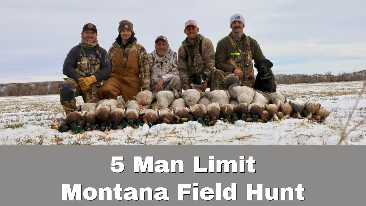 Crazy Duck and Goose Hunt! 5 Man Limit in Montana Field! - YouTube