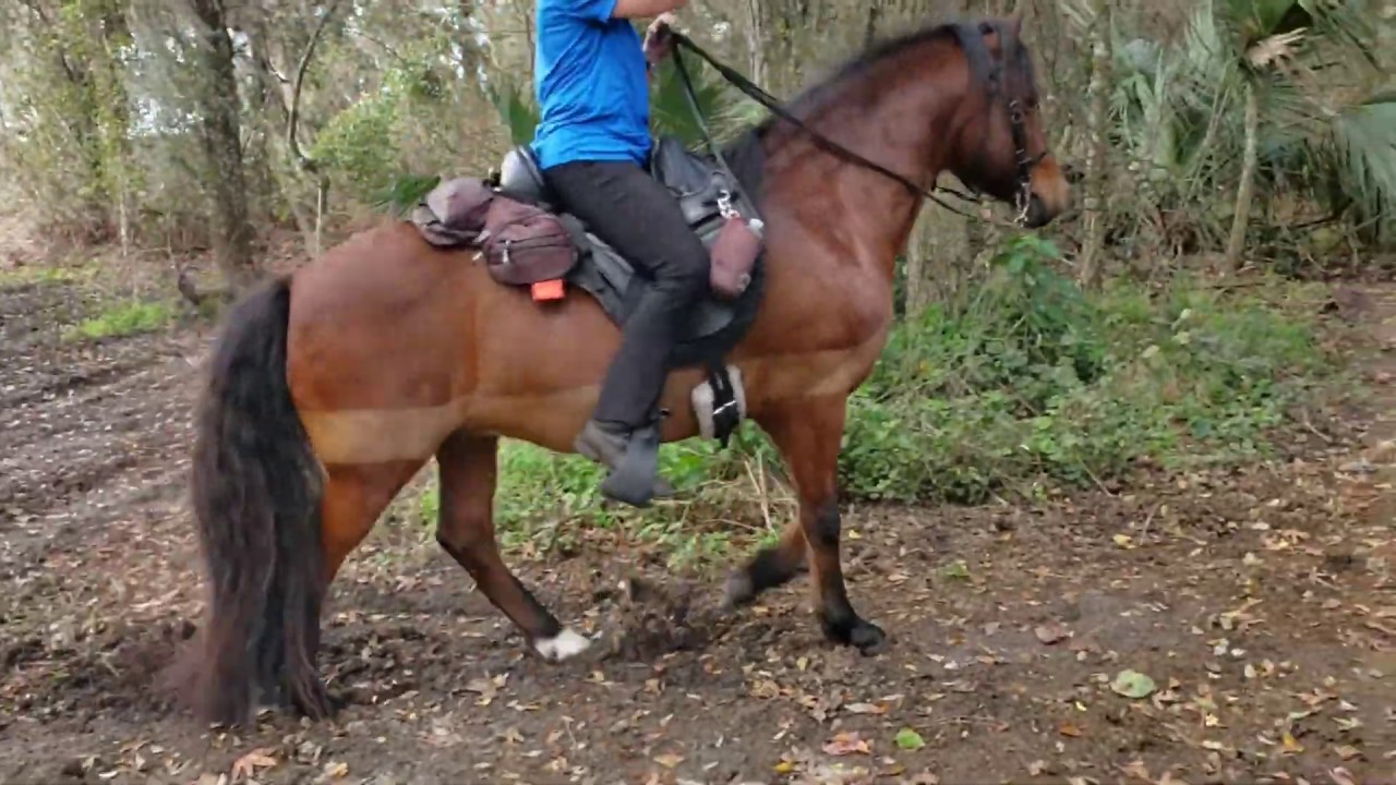 Bentley 12 yrs old Paso fino gelding - YouTube