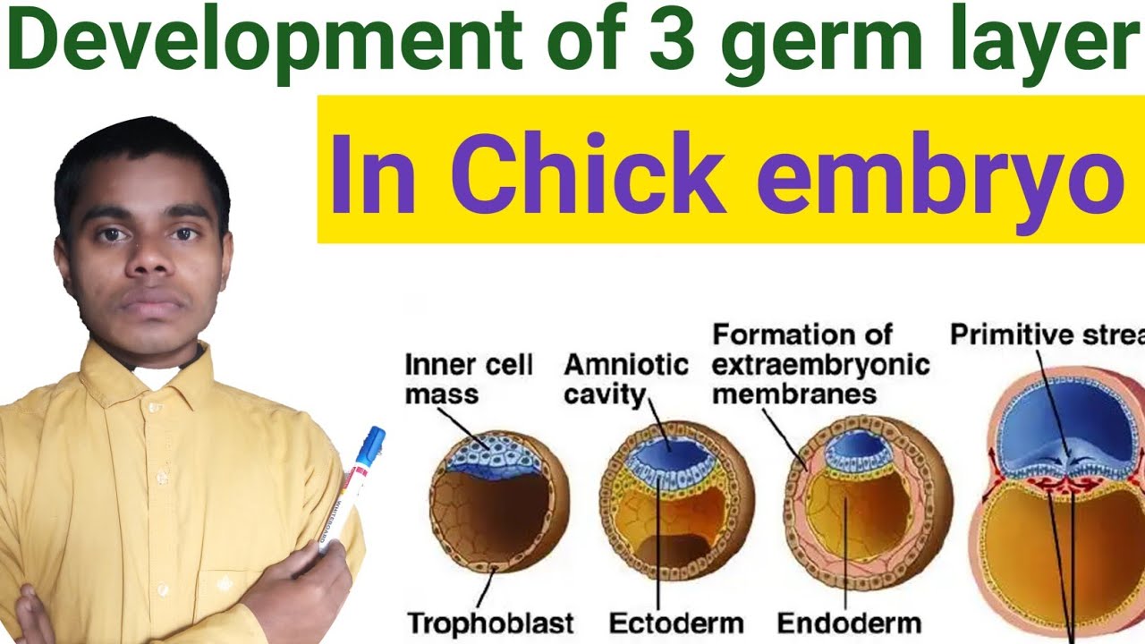 Development of chick embryo upto 3 germinal layer Give an account of ...