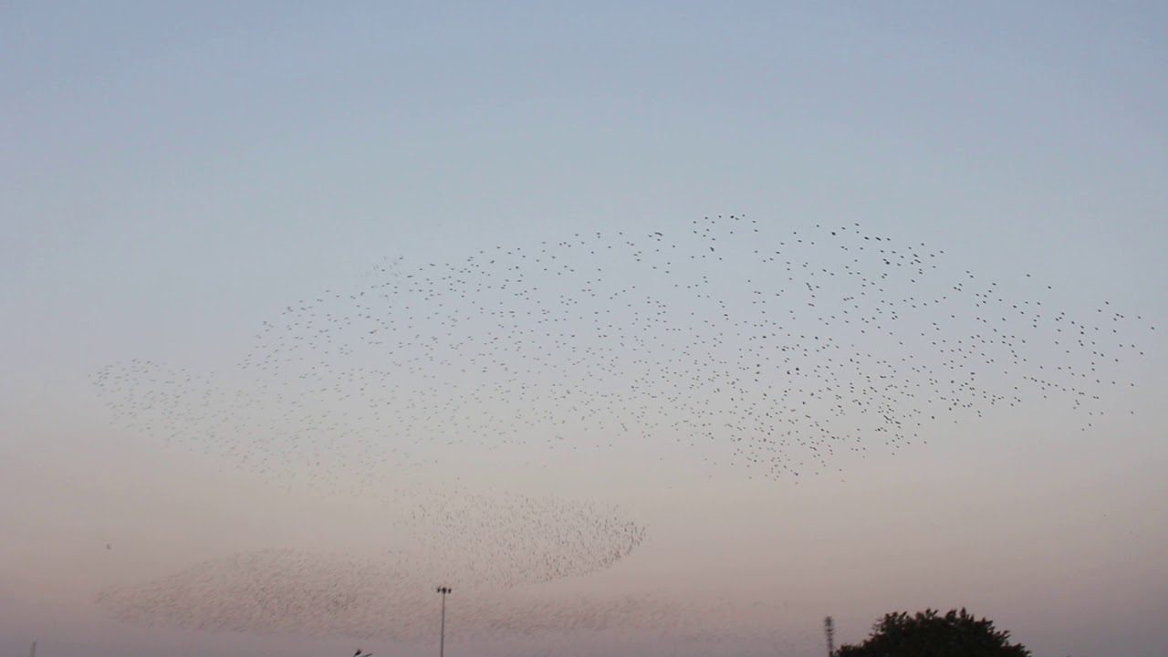 Amazing flying pattern by Rosy Starling. Don't miss the end..Part 1 ...