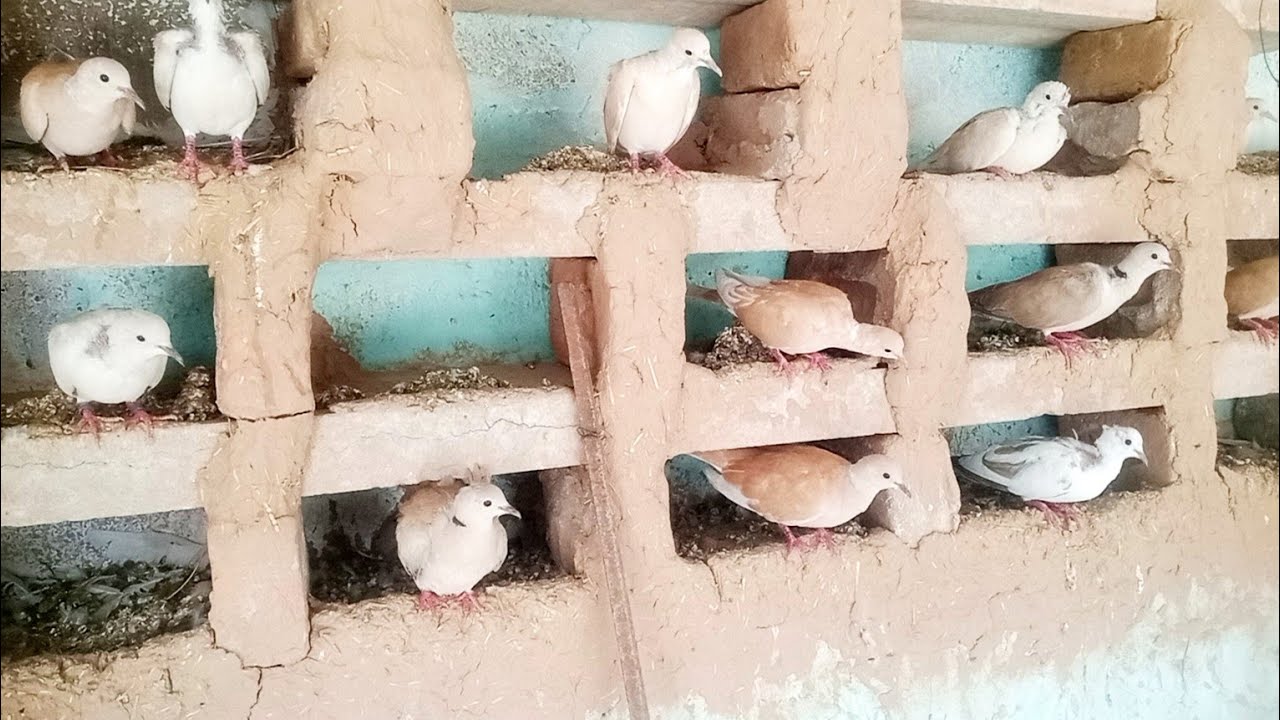 Dove birds breeding | Fakhta birds | Dove bird | Muneeb bhai - YouTube