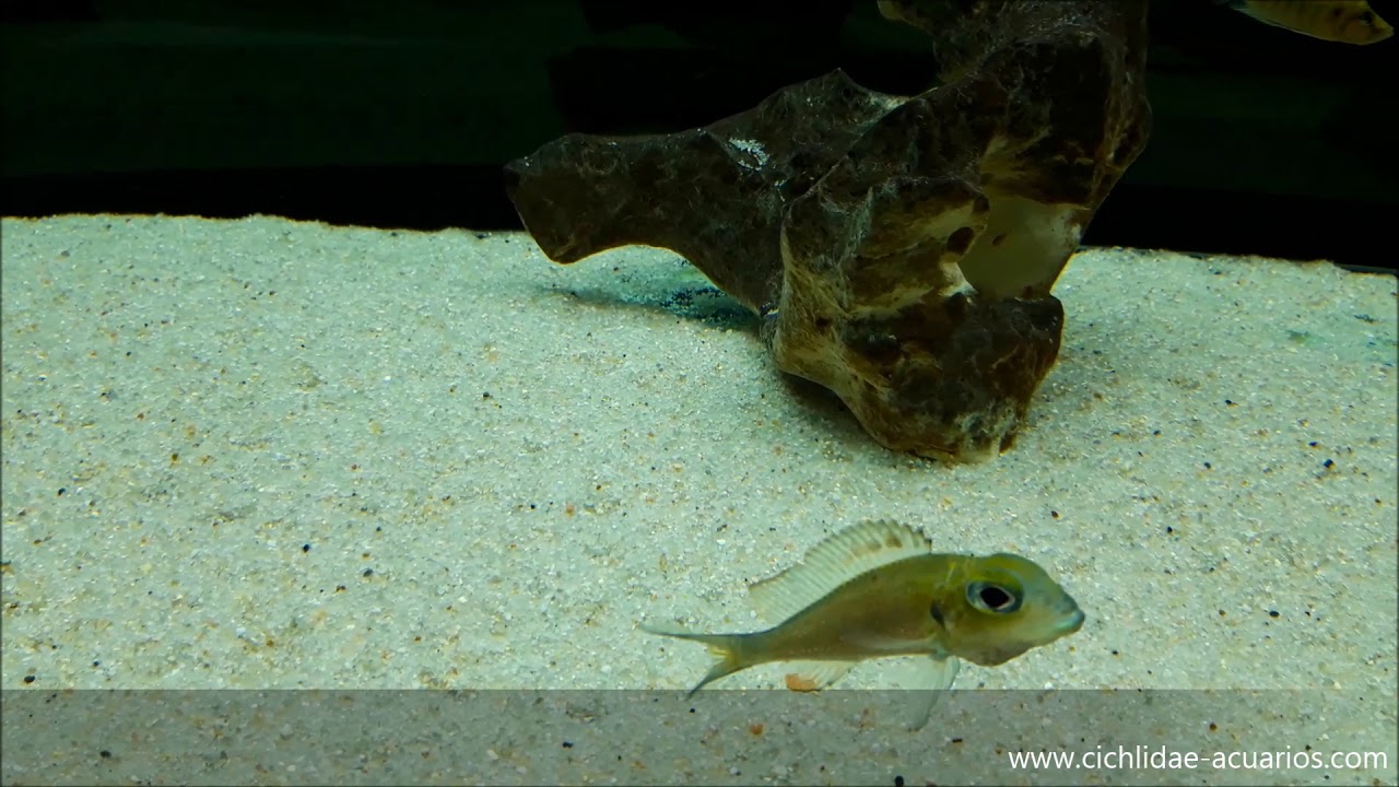 Callochromis macrops red N'dole - YouTube