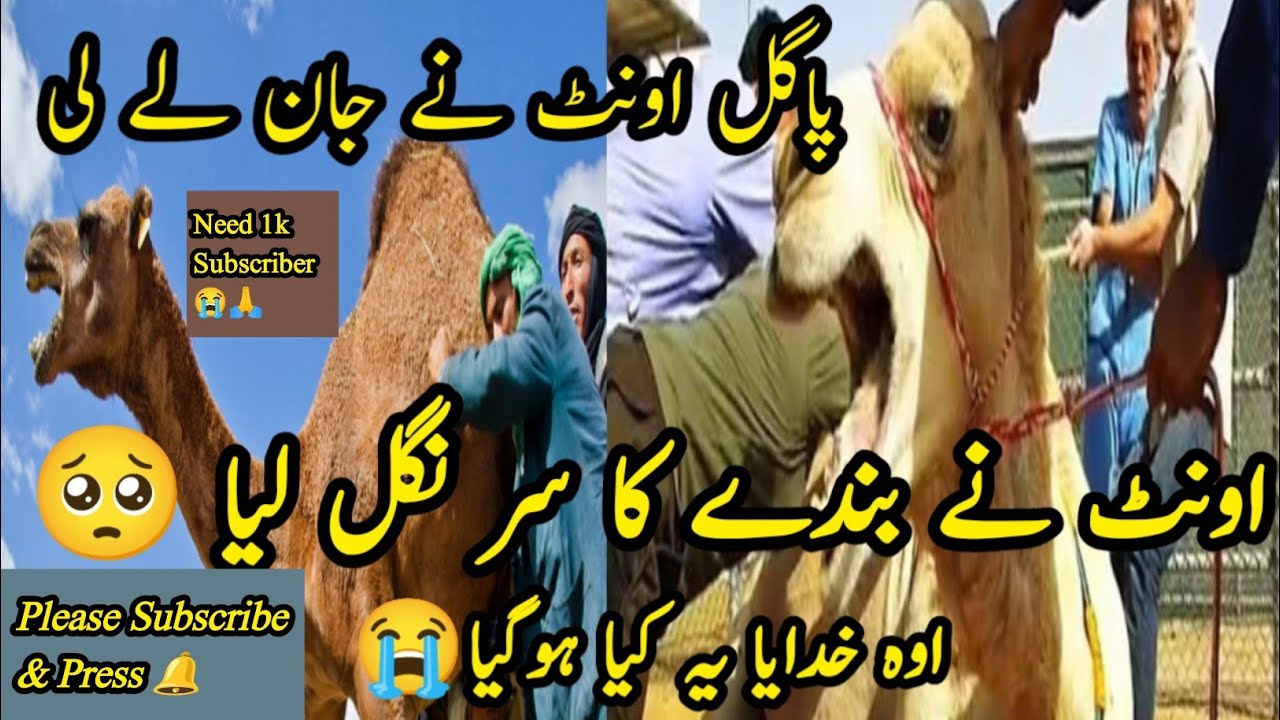 Most Expensive Camel 🐫 In Asian Largest Market 2024 |Camel Market Price ...