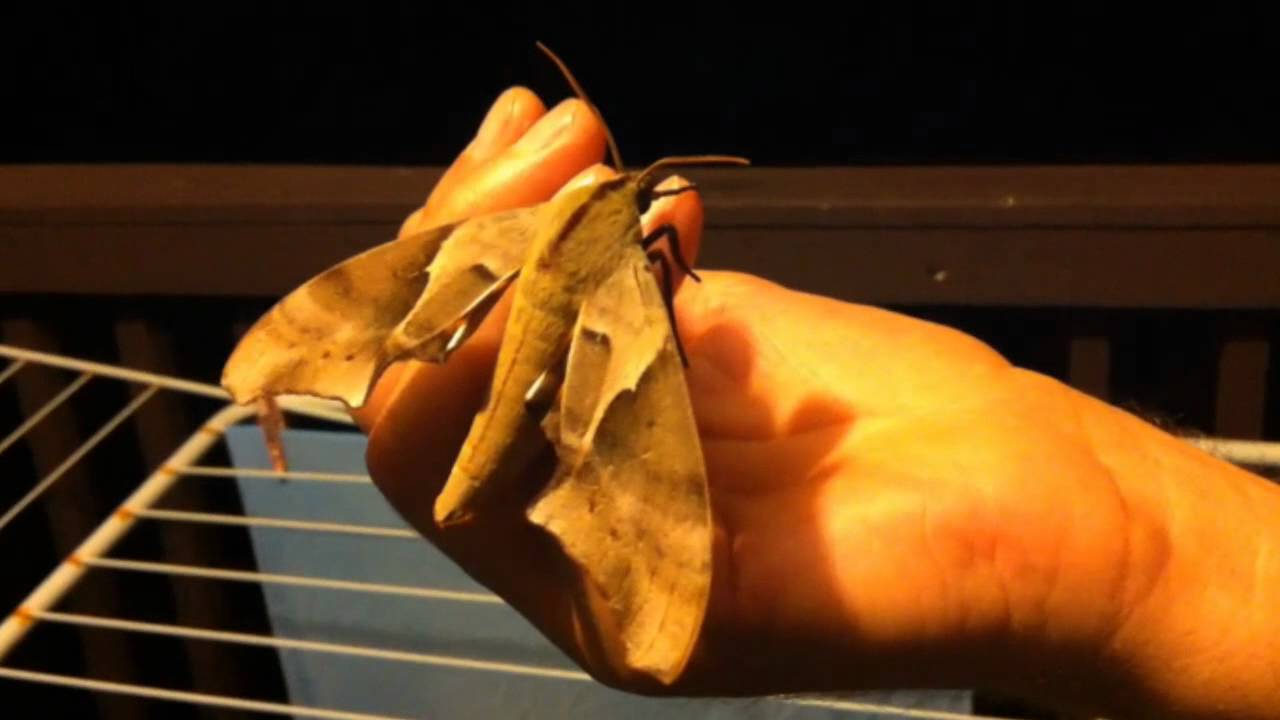 Giant Monster Moth at my house in the Jungle Forest Bush Sydney ...