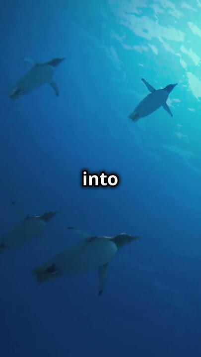 Penguin Chicks: The Adorable Journey! #fun #animals #penguin # ...