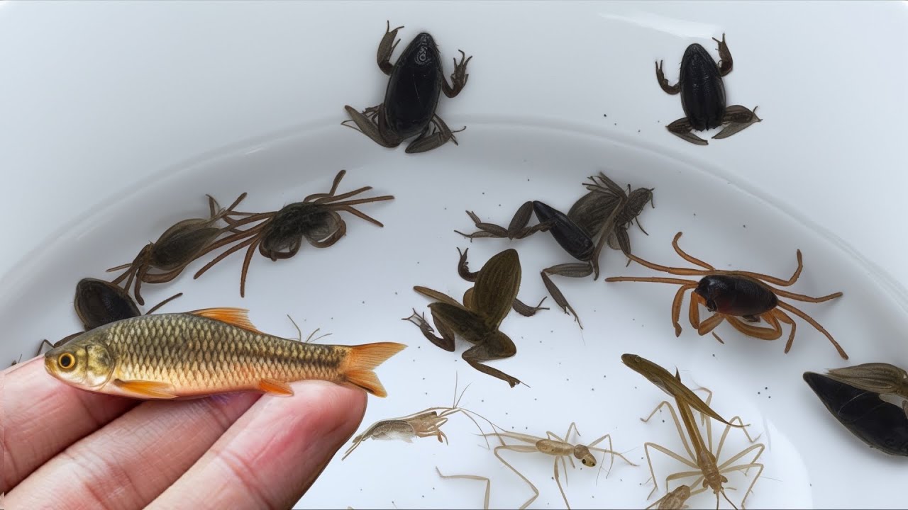 Catch and observe creatures upstream, small fish, water insects, crabs ...