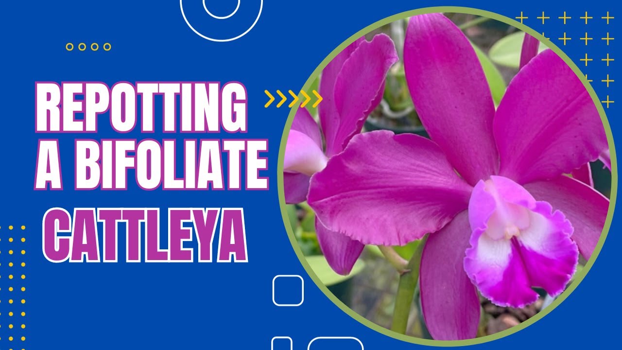 Bifoliate Cattleya Repot - YouTube
