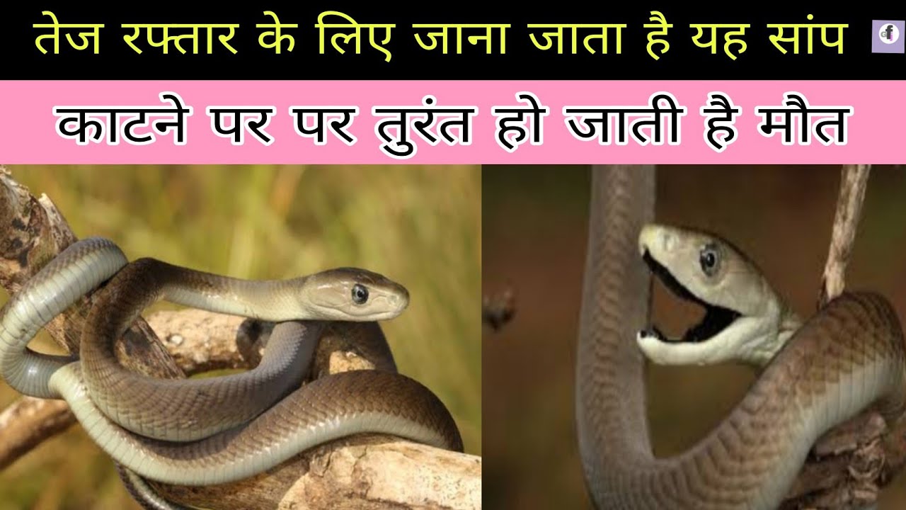Snake knows for speed |black Mamba |General knowledge most important ...