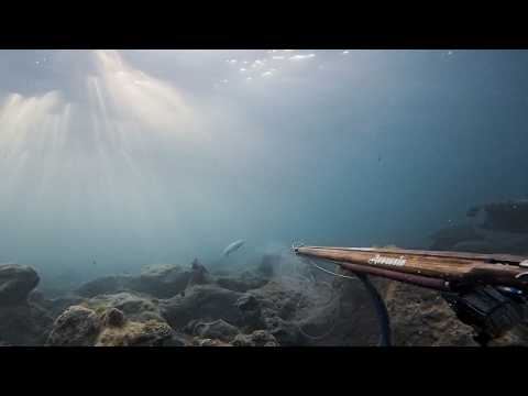 Amazing Day, Epic Shot! Shallow Dentex 2m Deep