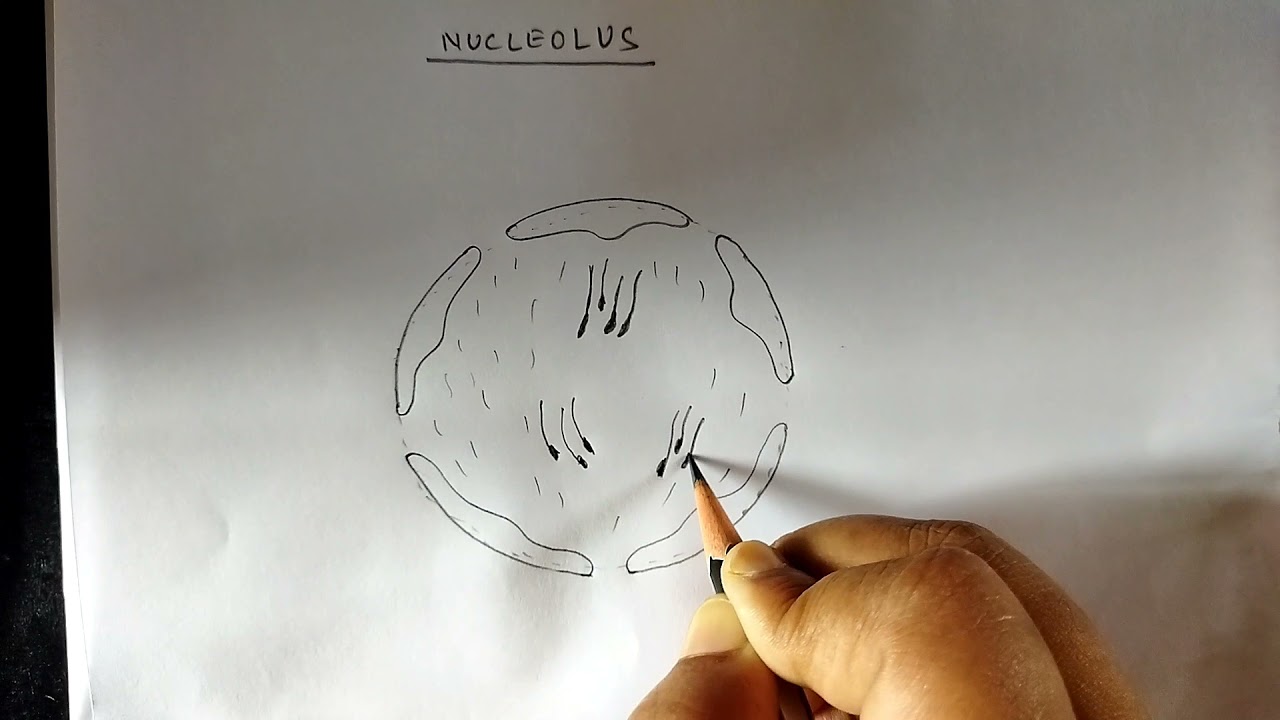 Nucleolus Drawing