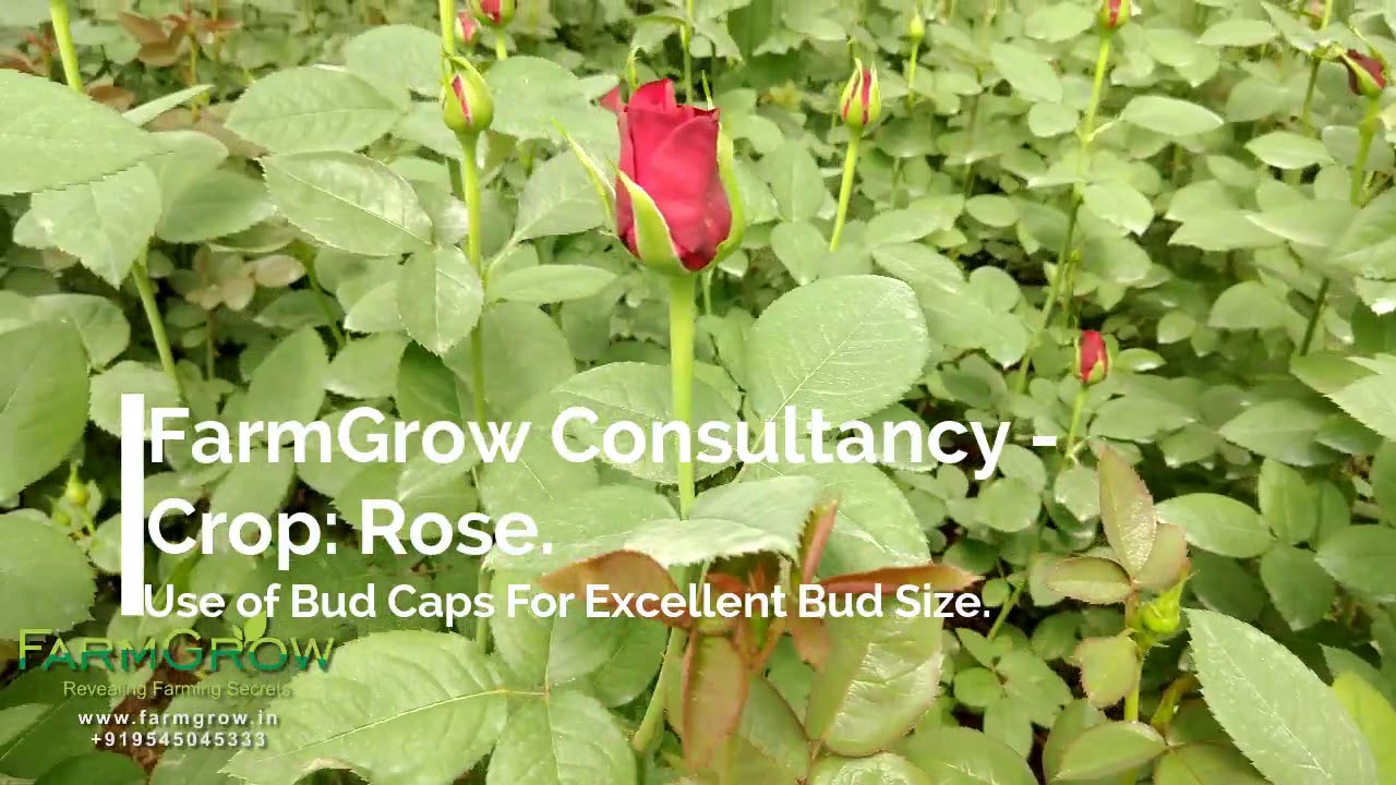 Use of Bud Cap to increase bud size of rose flower - video by Pankaj ...