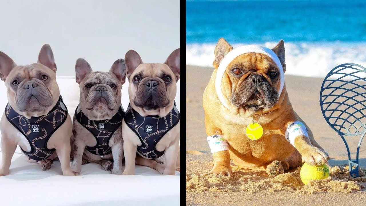 Playing French Bulldogs | Frenchie compilation - YouTube