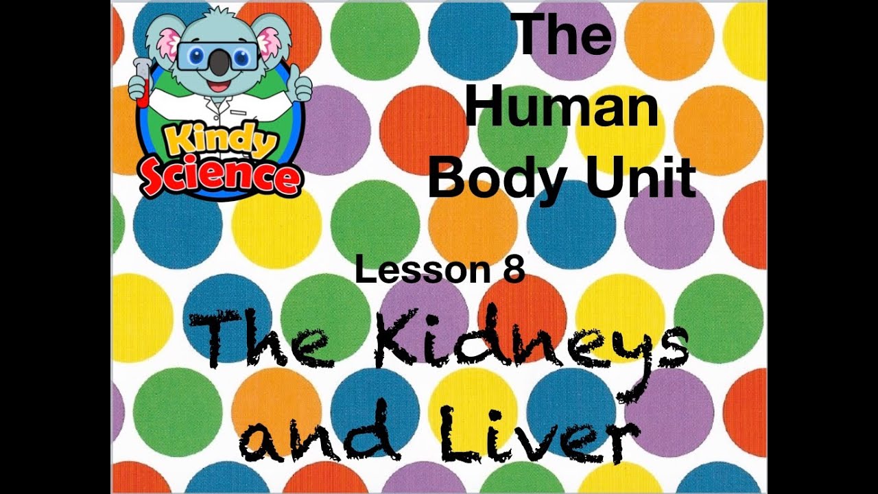 Human body Lesson 8 Kidneys and Liver - YouTube