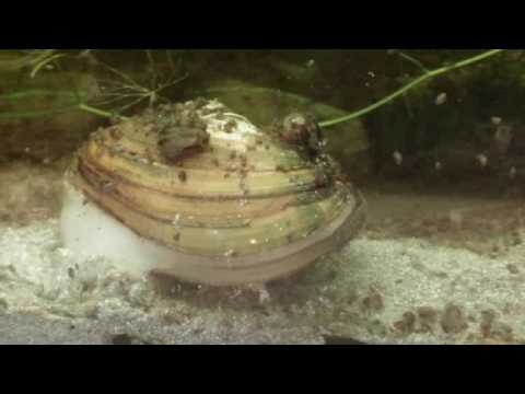 Anodonta anatina on double speed