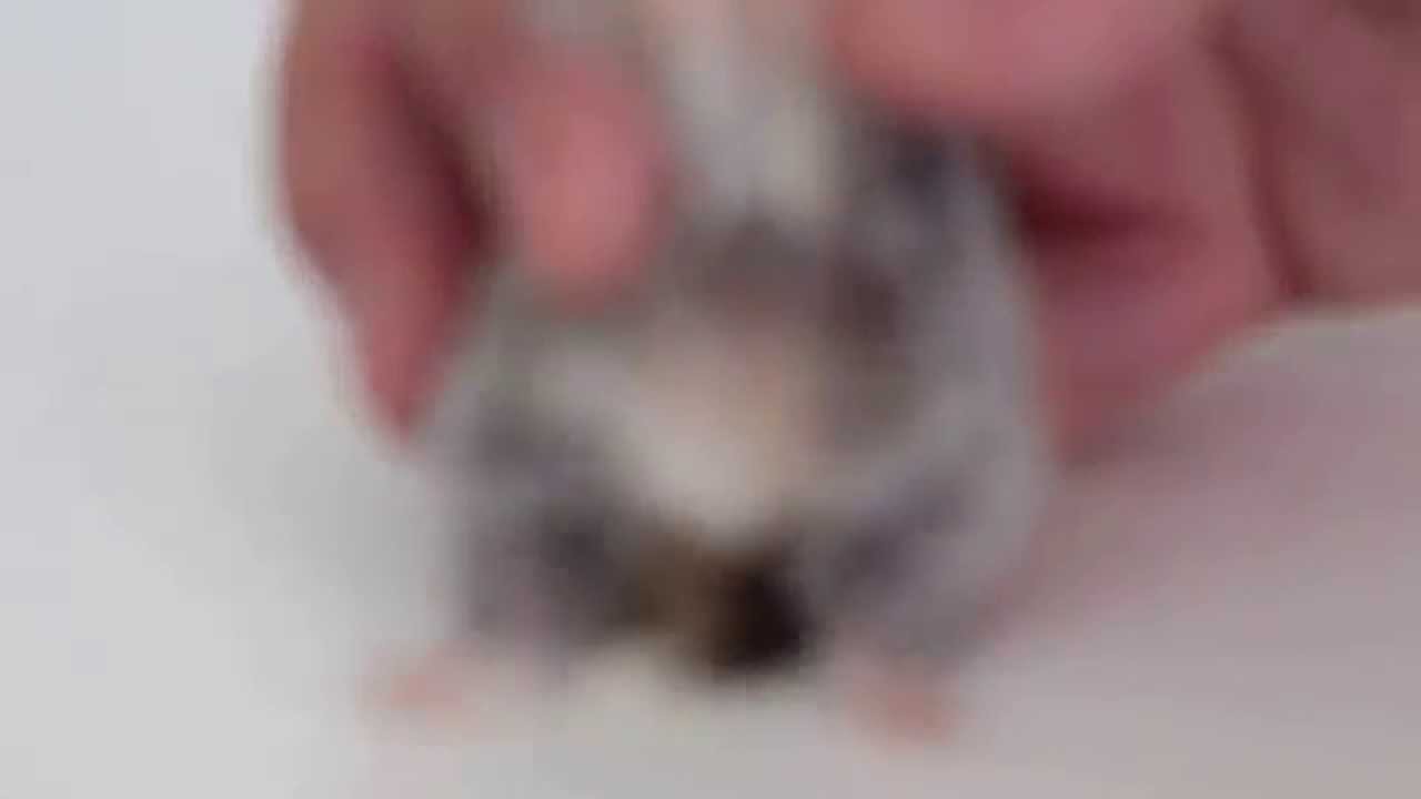 The hamster with facial abscess pre-anaethesia 1/5 - YouTube