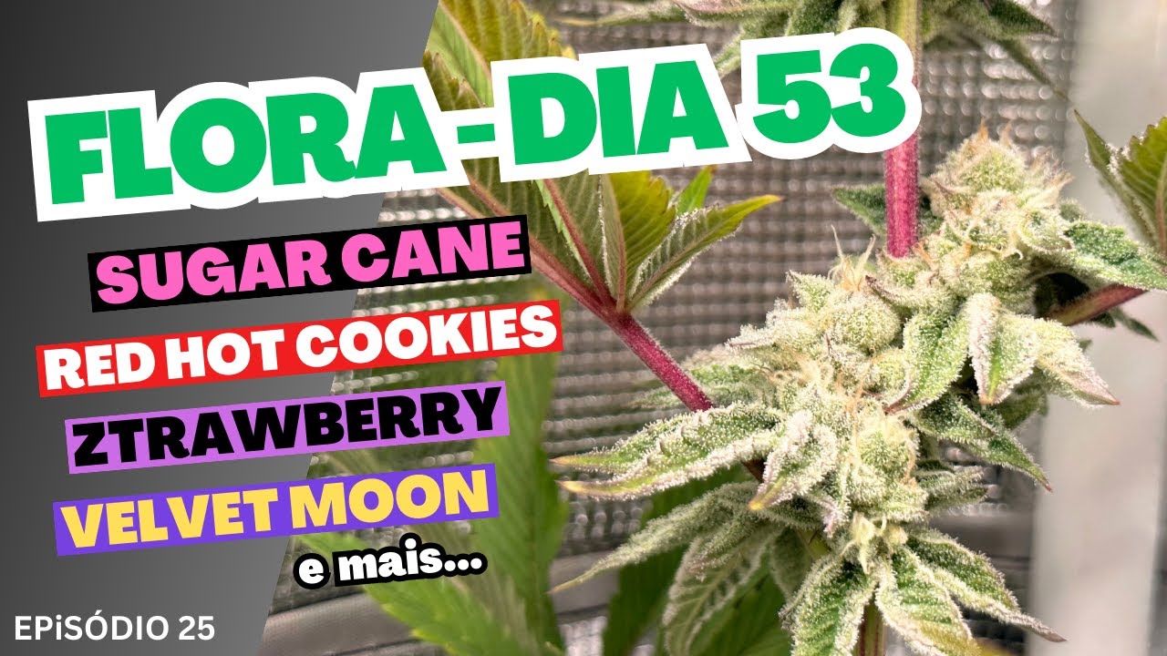 CANNABIS RESINANDO MUITO! Velvet Moon, Fullgas, Red Hot Cookies, GSC… - YouTube