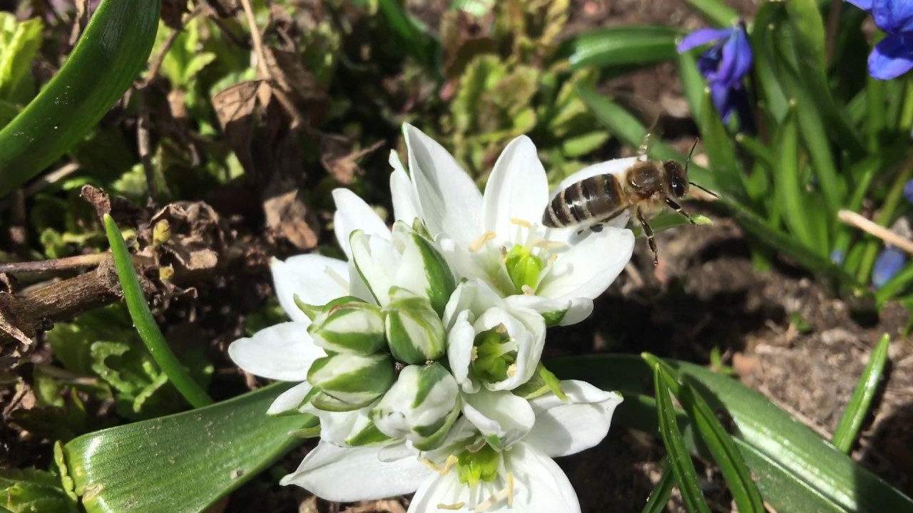 Das erste Bienchen am Hanusel Hof - YouTube