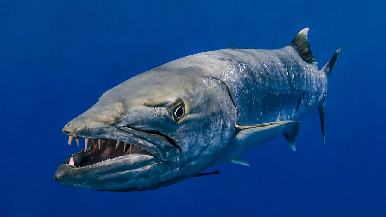 Great fish | Catching big Barracuda - YouTube