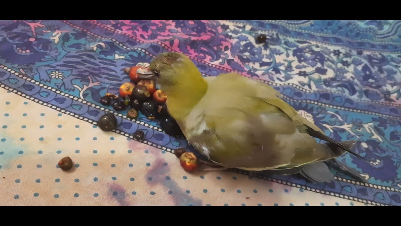 Hariyal birds ko kya khilaye or ye kya kya khate h - YouTube