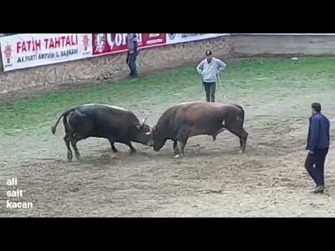 ÇATLI - BARBAROS / MELO GUZ GURESLERI BUYUKORTA IKINCI TUR 2021