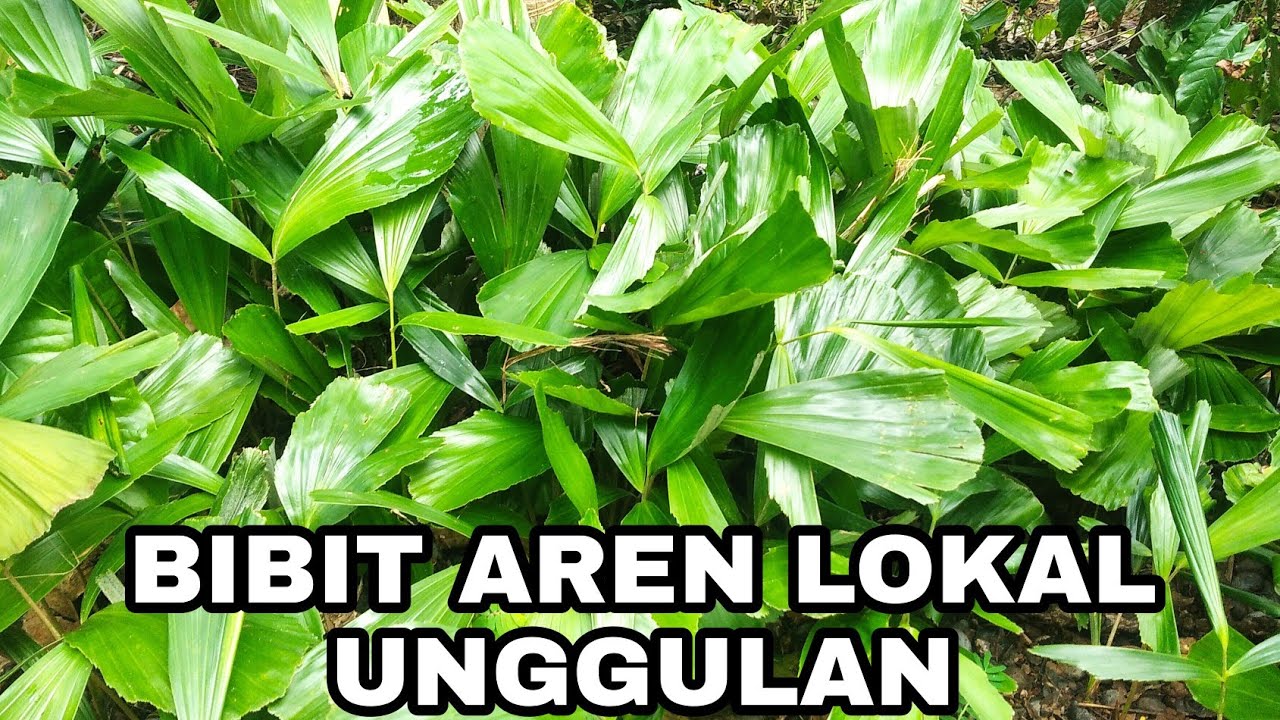 bibit aren lokal unggulan - YouTube