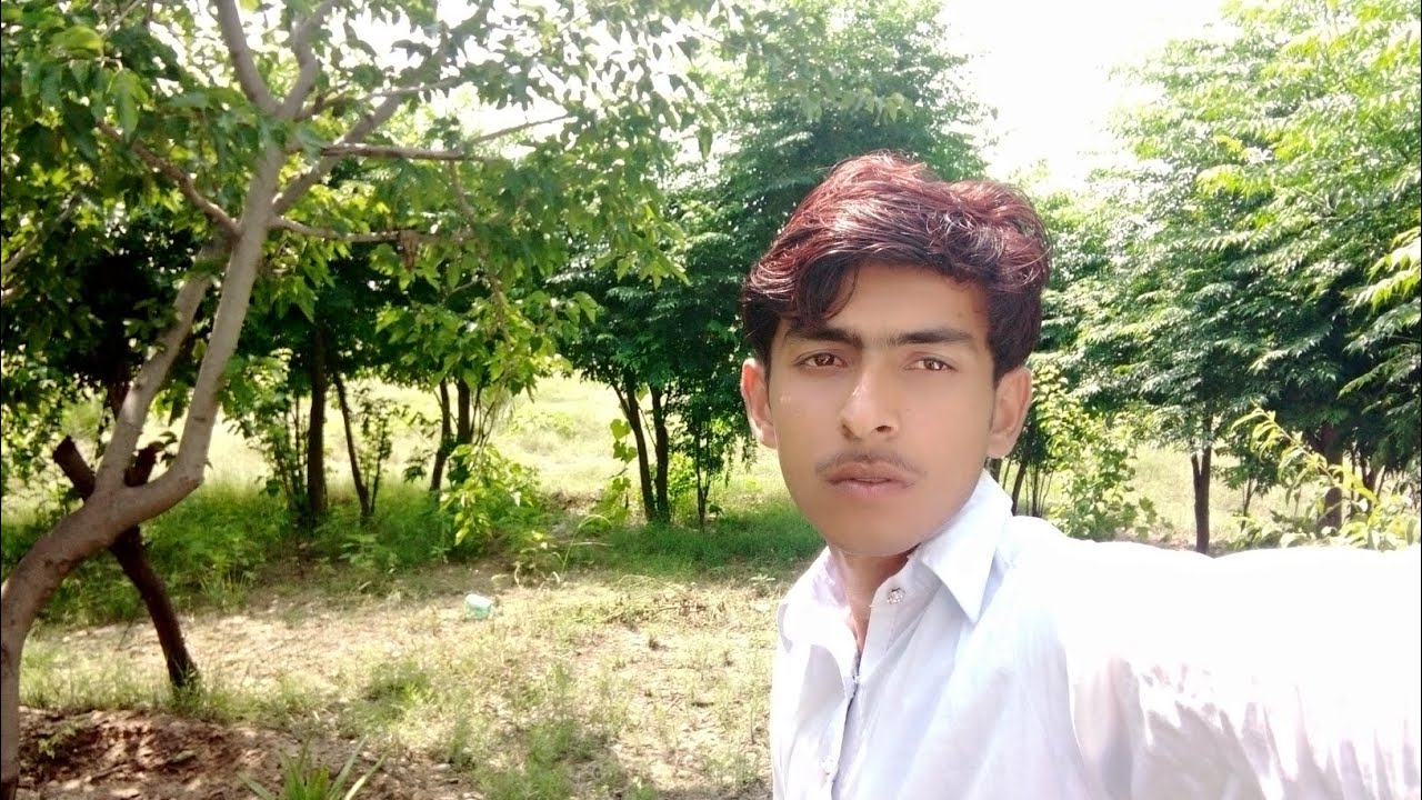 Mulberry plant gives fifth fruit in 5 years - YouTube