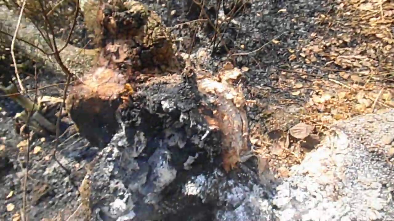 2019-05-17 - Árbol quemándose en el bosque - YouTube