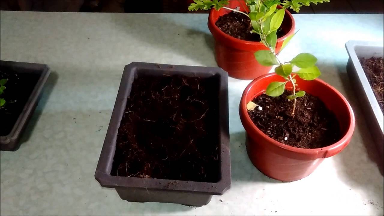 Blackberry Seedlings