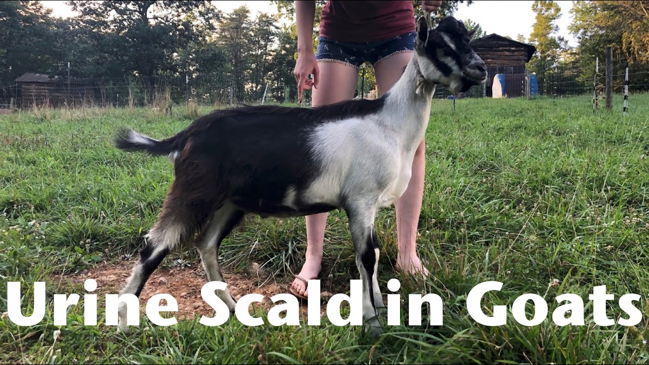 Urine Scald in Goats - YouTube