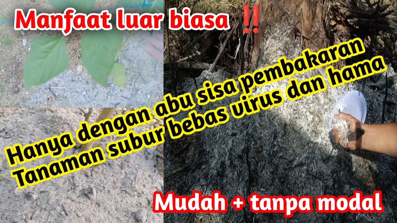 Cara mudah memanfaatkan abu sisa pembakaran, tanaman subur bebas virus ...