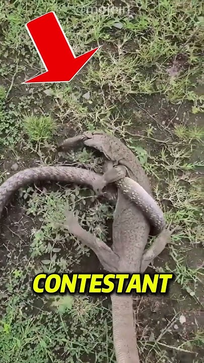 Monitor lizard vs snake - YouTube